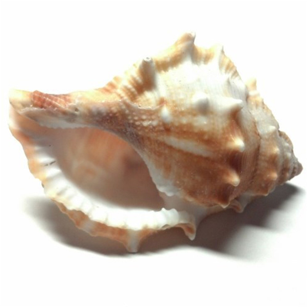 1 pc Decorative Seashells Spiral Sea Shell Conch Nautical Decor DIY ...