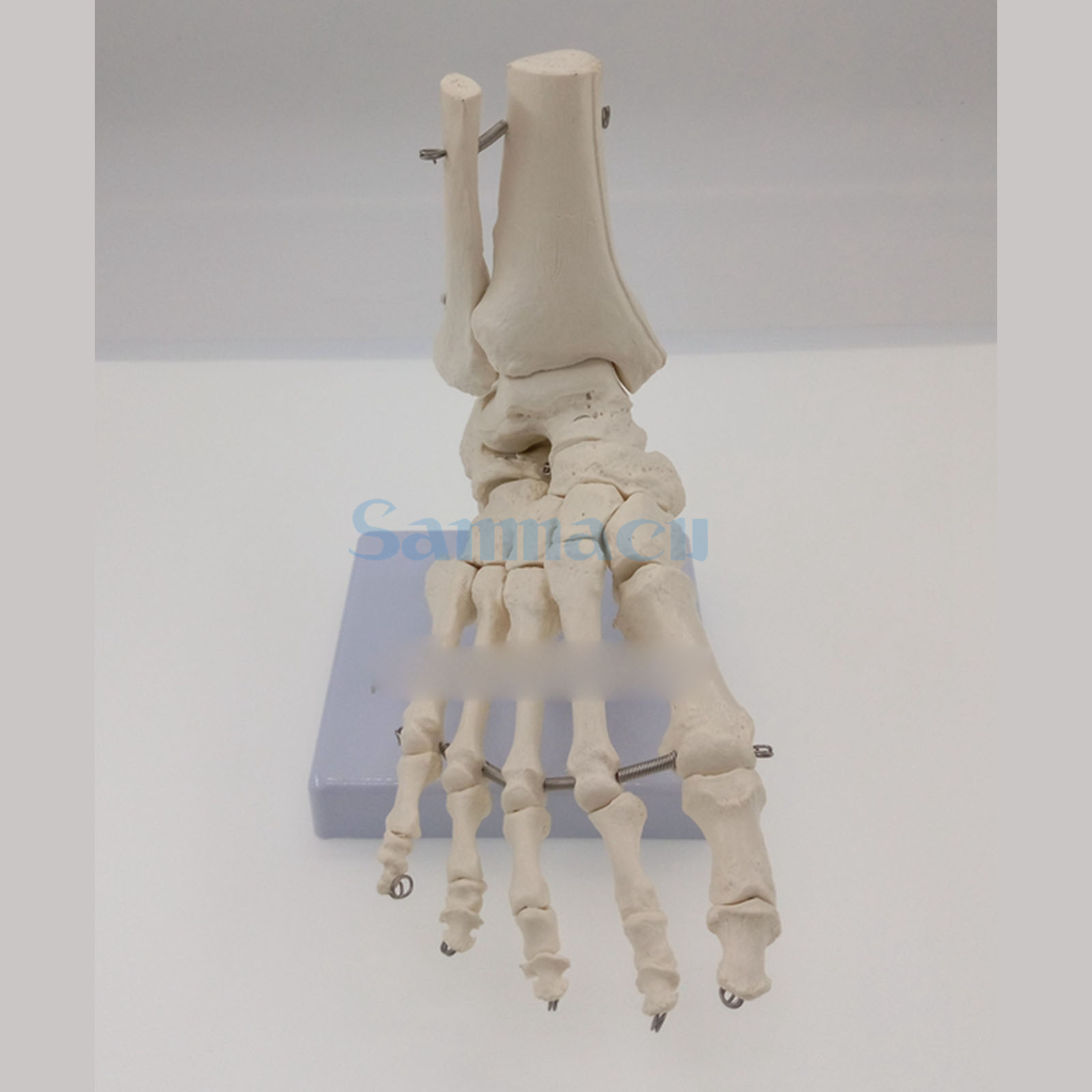 Spine Model Human Foot And Ankle Model, Life Size Medical Anatomy Foot ...