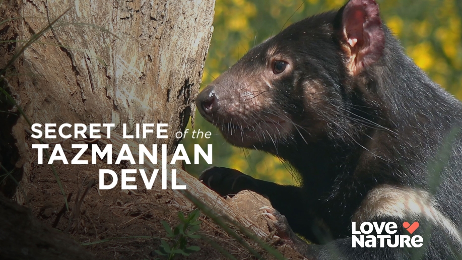 Secret Life of the Tasmanian Devil | Watch On Demand