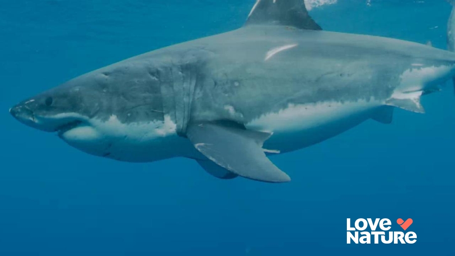 Boss Shark | Watch On Demand