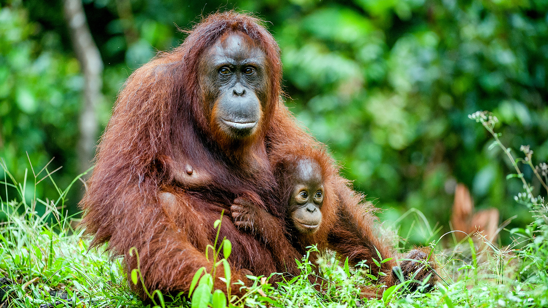 Australia Remastered: Nature's Great Divide