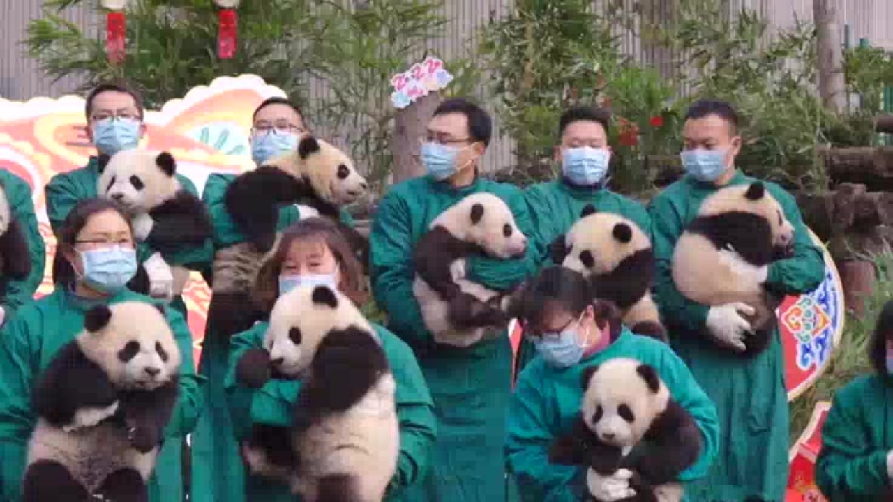 Grow up! Panda | Watch On TV