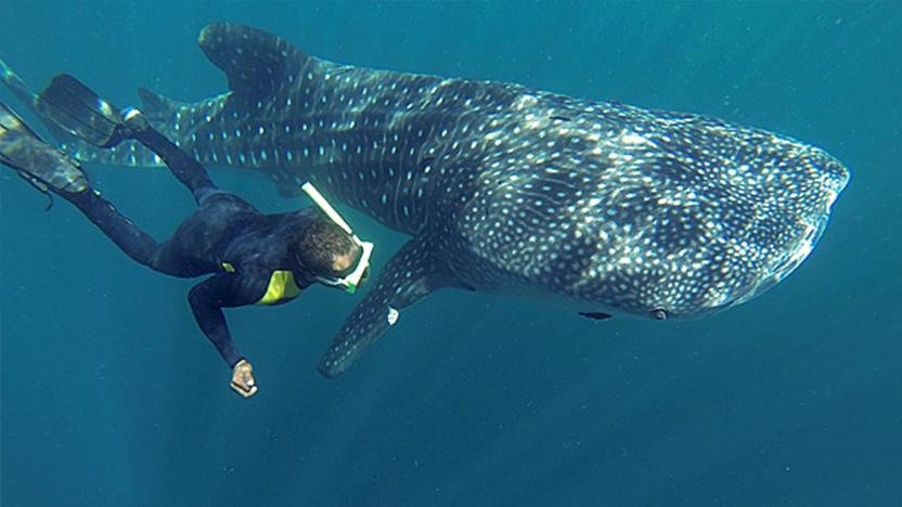 Hiu Paus, Magnet Pariwisata NTB | Opini.id