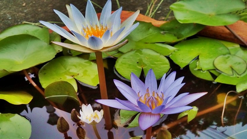 Bunga Teratai dan Lotus itu Ternyata Berbeda | Opini.id