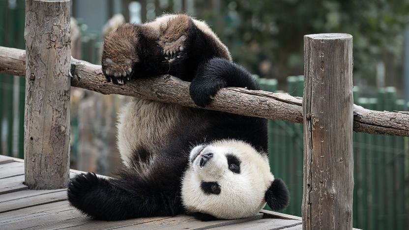 Kenapa Panda Gak Makan Daging? | Opini.id