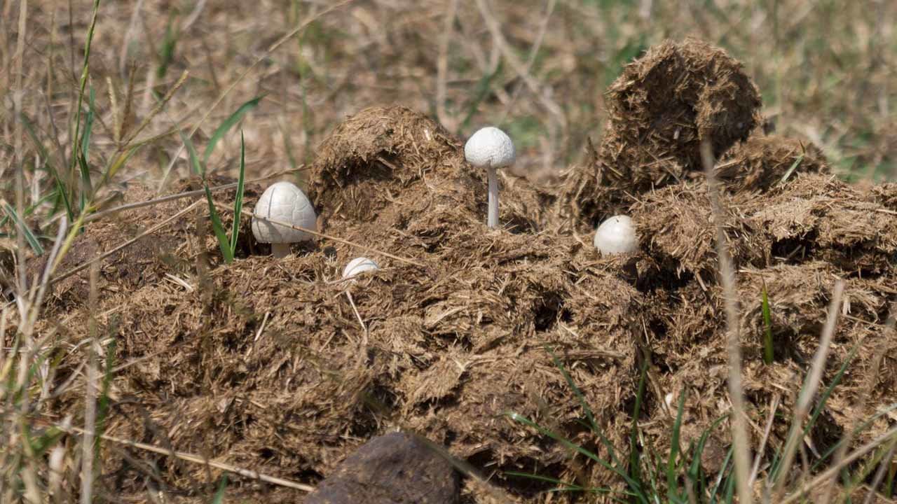 Jangan Remehin Jamur Pup Sapi | Opini.id