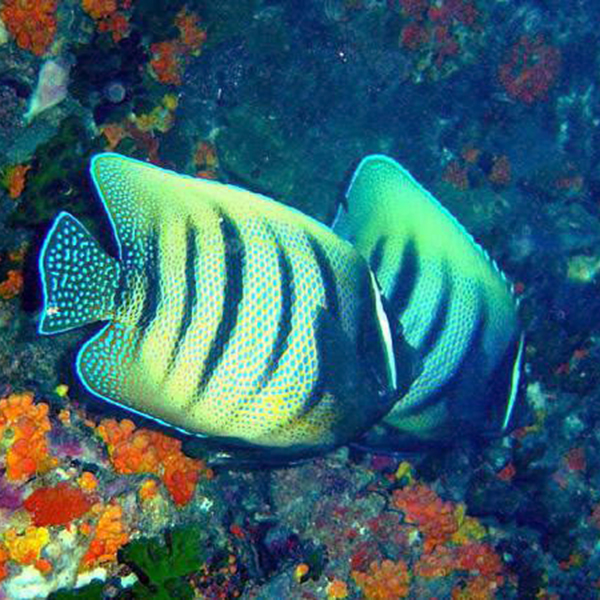 Six Banded Angelfish - Big Blue Diving Koh Tao