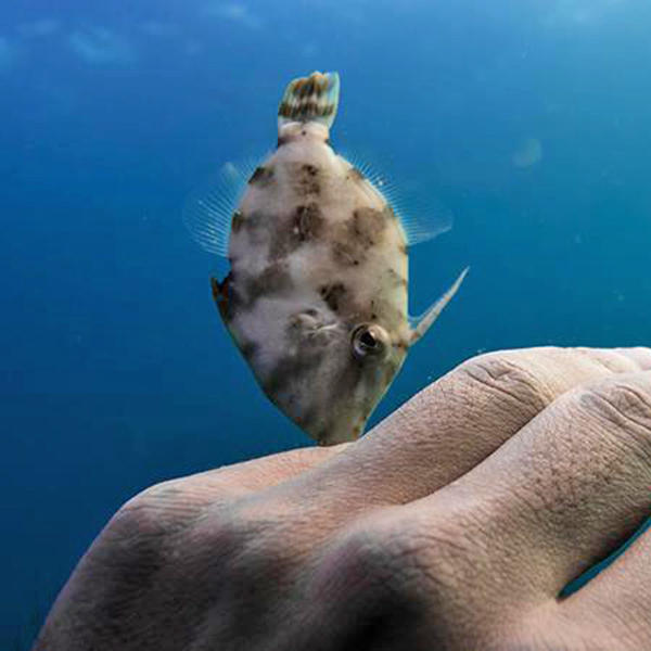 Weedy Filefish - Big Blue Diving Koh Tao