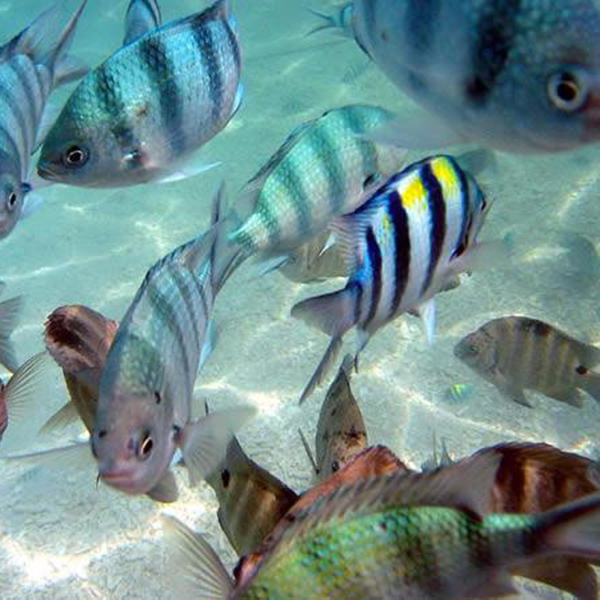 Sergeant Major fish - Big Blue Diving Koh Tao
