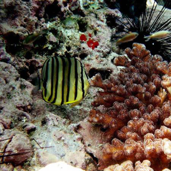 Eight-Band Butterflyfish - Big Blue Diving Koh Tao
