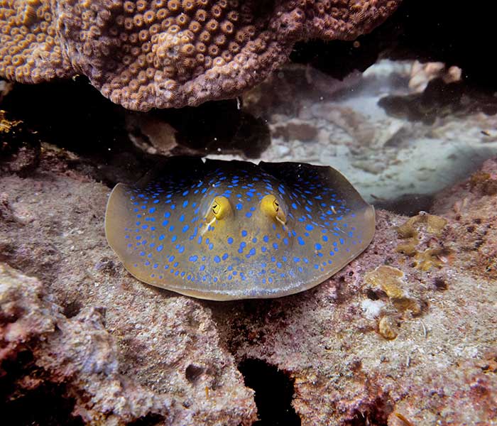 Bluespotted Ribbontail Ray - Koh Tao Marine Life - Big Blue Diving