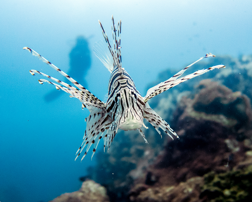 Koh Tao's Best Dive Site - Chumphon Pinnacle - Big Blue Diving Koh Tao