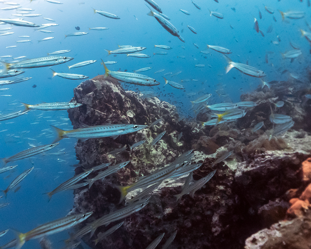 Koh Tao's Best Dive Site - Chumphon Pinnacle - Big Blue Diving Koh Tao