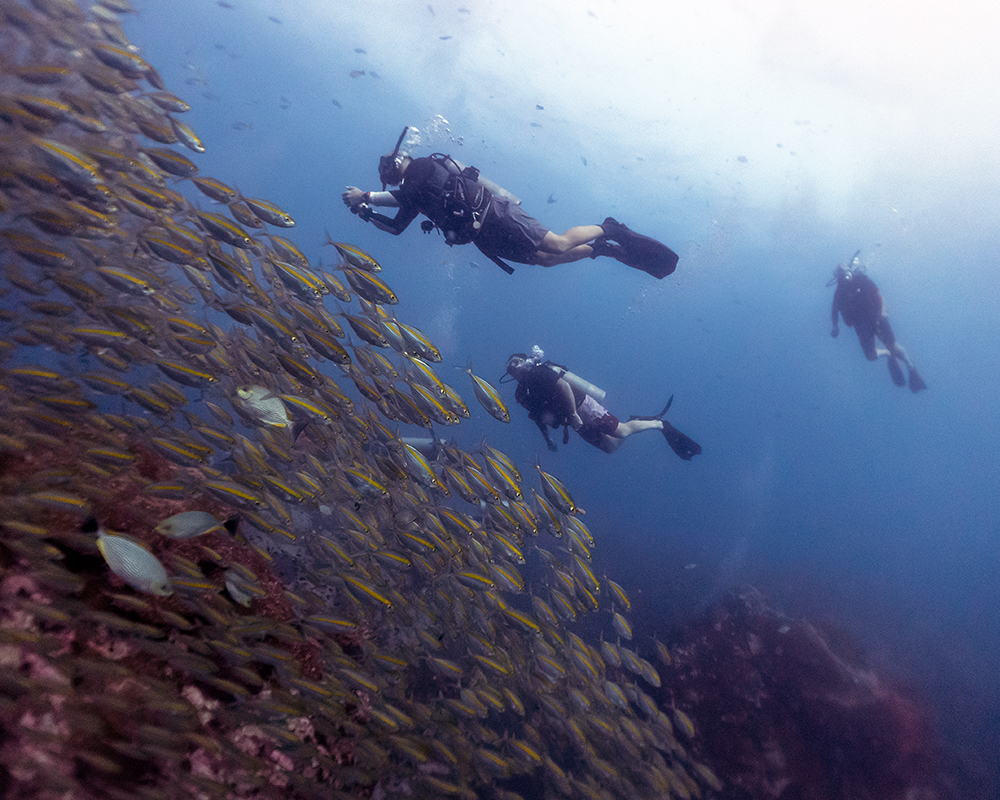 Koh Tao's Best Dive Site - Chumphon Pinnacle - Big Blue Diving Koh Tao