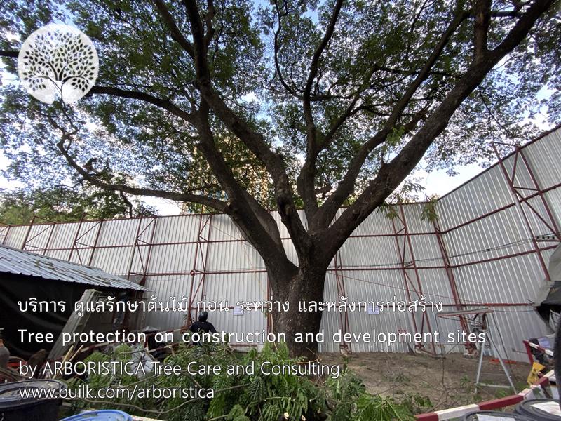 ขาย บริการดูแลรักษาต้นไม้ในการก่อสร้าง / Tree Preservation during ...