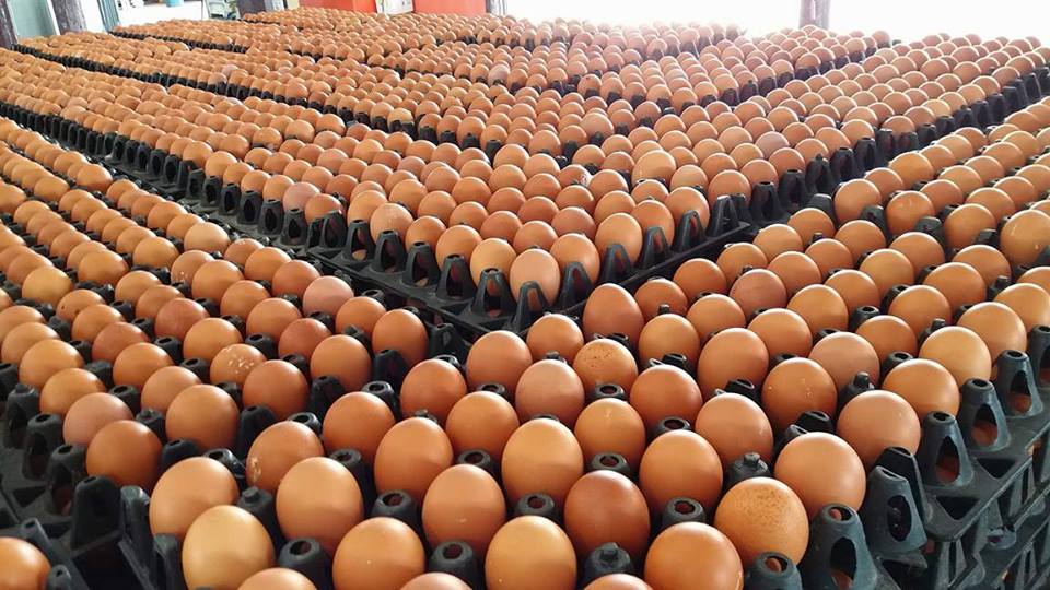 King Eggs (Thailand) กรุงเทพมหานคร | BUILK