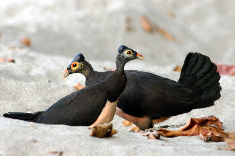 10 Hewan Khas Sulawesi yang Unik dan Langka