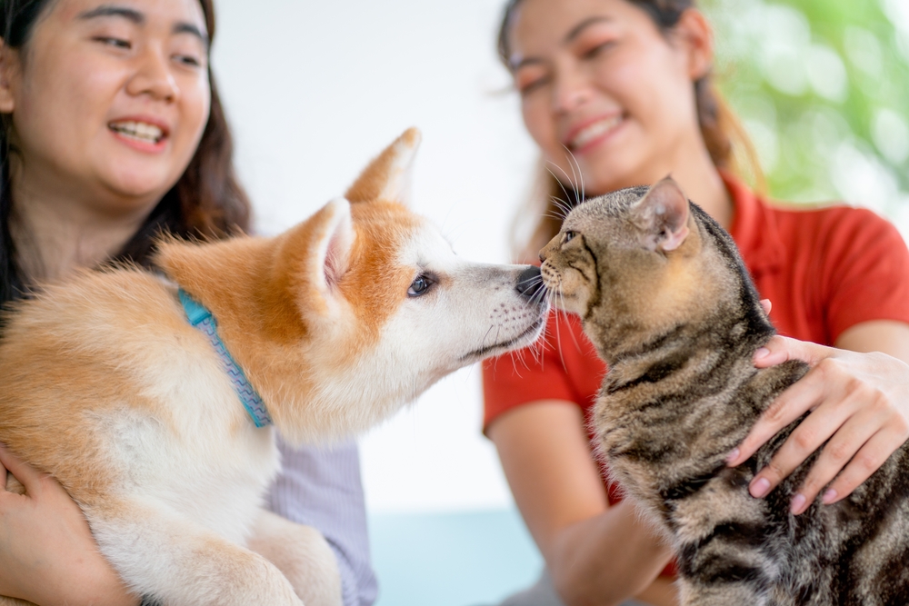 12 Best Animal Cafes in Osaka Worth to Visit