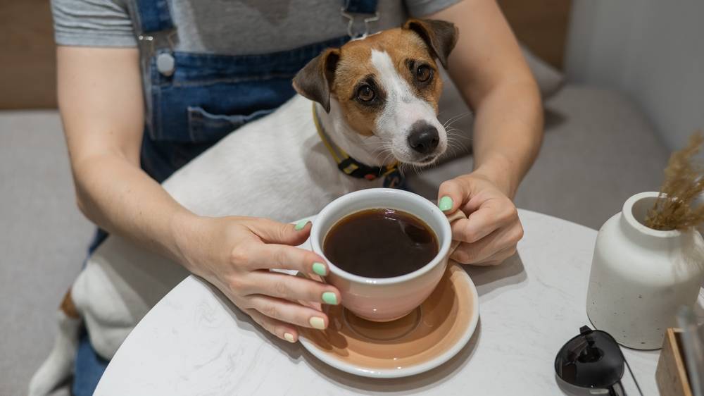 17 Best Dog Cafe in Singapore for Pet Lovers