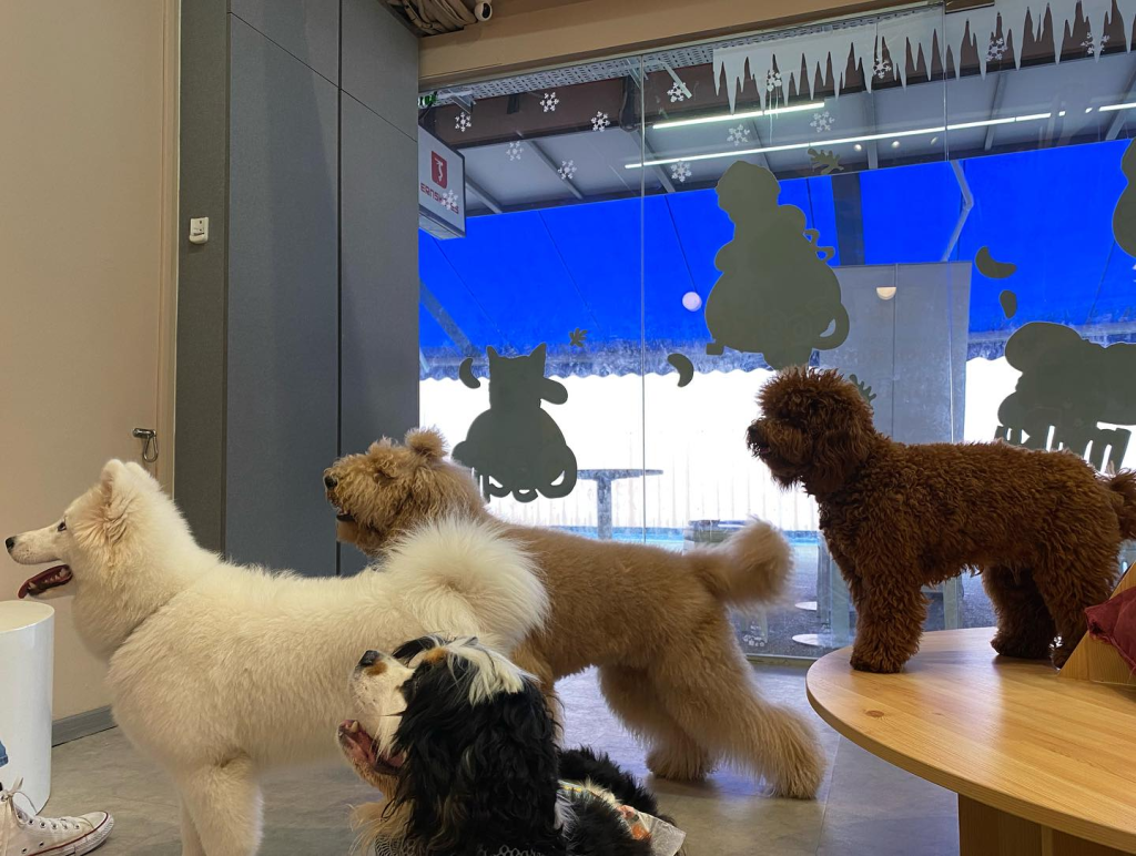17 Best Dog Cafe in Singapore for Pet Lovers