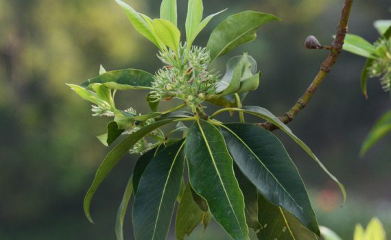 Lophostemon confertus (R. Br.) P. G. Wilson & J. T. Waterh.|紅膠木|红胶木 ...