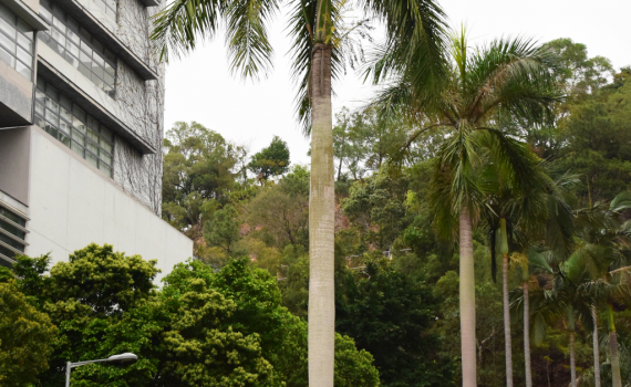 Roystonea regia (Kunth) O.F. Cook |王棕|王棕 – Shiu Ying Hu Herbarium ...