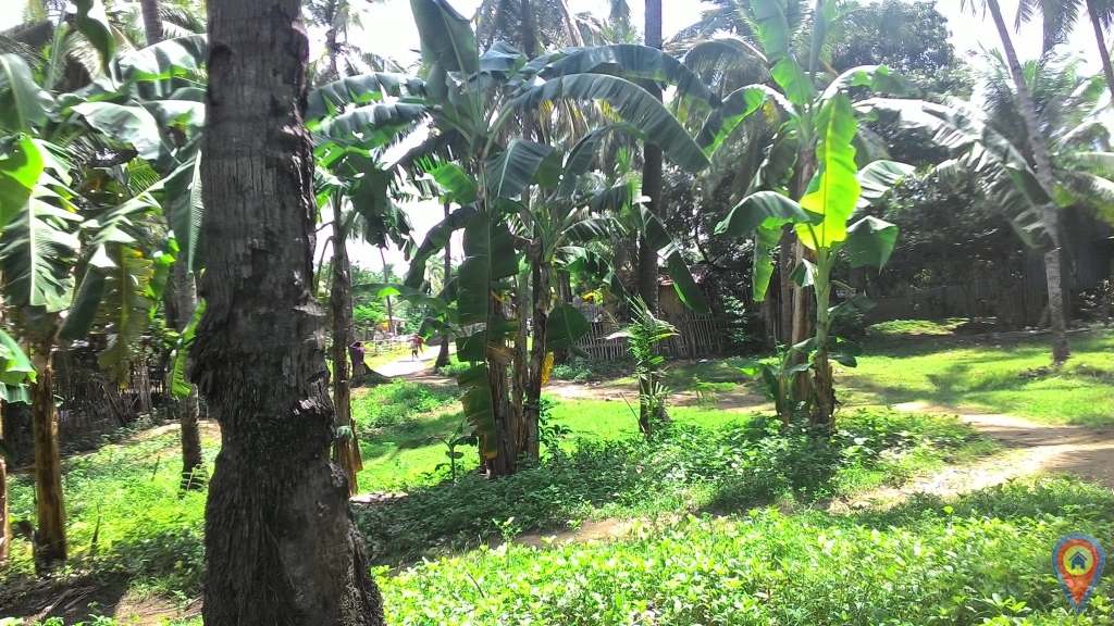 For Sale Lot With Coco Trees, Banana, Mango, Etc | Filipino Homes