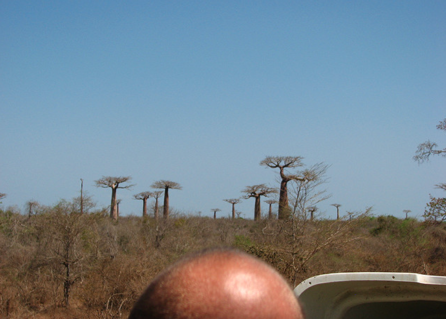 The significance of the Baobab Tree in Malawi - Make Heritage Fun!