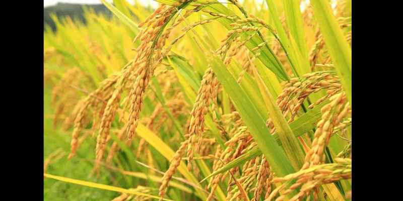 Pewarisan Sifat Dalam Pemuliaan Tanaman - Perumperindo.co.id