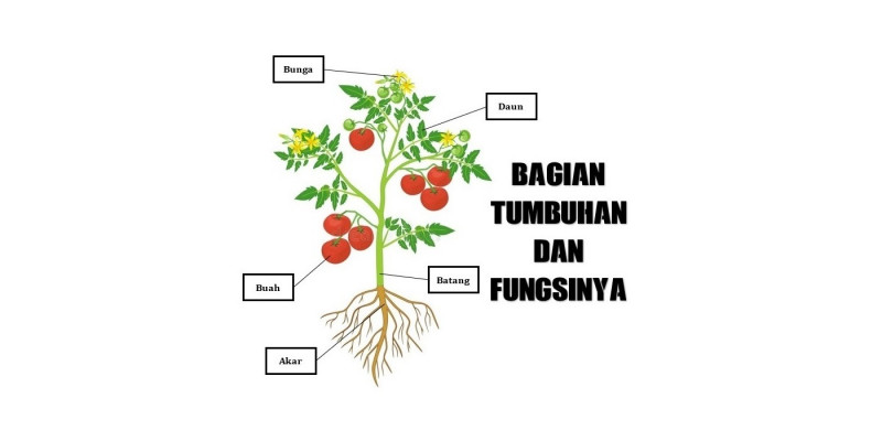 Bagian Bagian Tumbuhan Dan Fungsinya Terdiri Atas Ima - vrogue.co Bagian Bagian Tumbuhan Dan Fungsinya Terdiri Atas Ima - vrogue.co