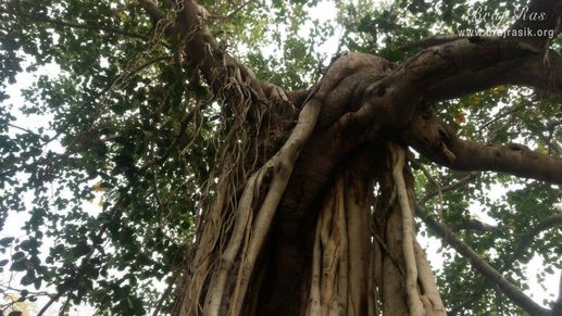 Shri Hita Harivansh Mahaprabhu performed his bhajan here and written ...