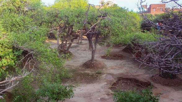 Creepers who are Sakhis of Shri Radharani in Nidhivan