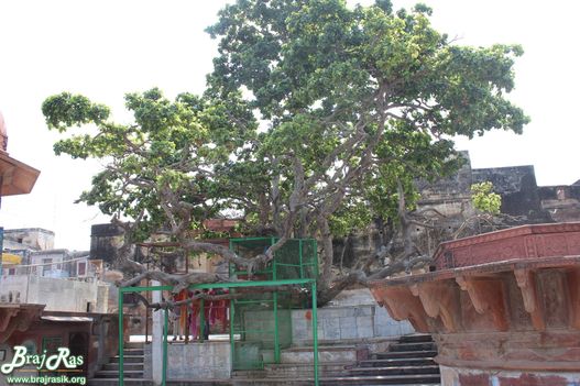 Darshan of Ter Kadamb tree on which Shri Krishna did Chir haran ...