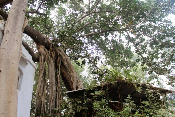 Darshan of ancient banyan tree at Madan Ter Vrindavan