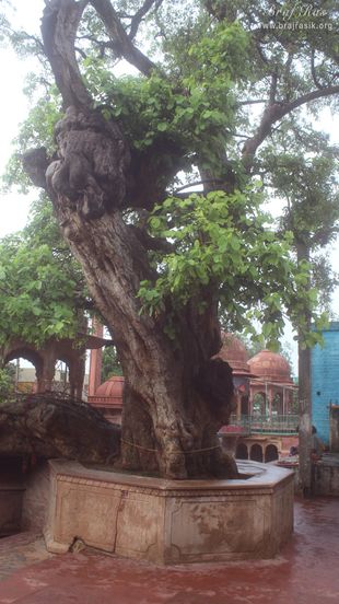 The Ancient divine tree on which Shri Krishna climbed and jumped into ...