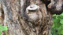 A close darshan of the Ancient tree in Kaliya Deh or Kaliya Ghat, Vrindavan
