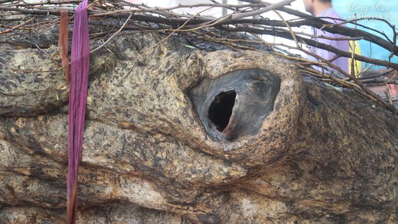 Close view of the branch of the Ancient divine tree on which Shri ...