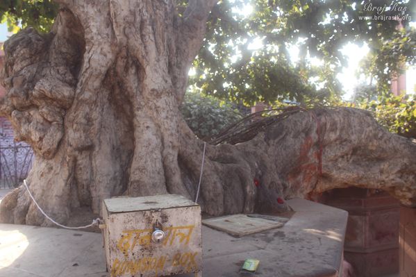 A close darshan of the Ancient tree in Kaliya Deh or Kaliya Ghat, Vrindavan