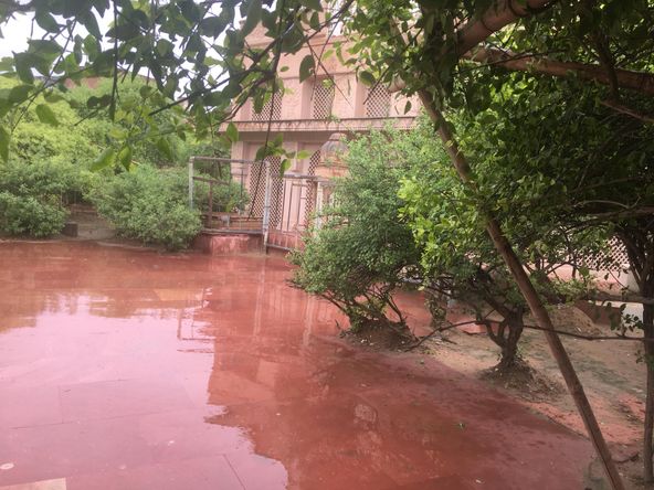 Glimpses of Rainy season at Nidhivan, Vrindavan.