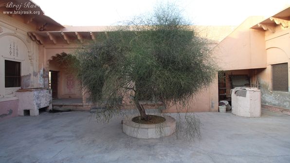 Karil tree at Shri Vrindavan Vihari Temple, Vardhman Kunj, Vrindavan
