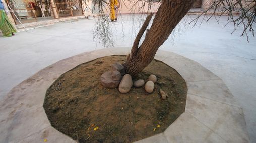 Platform of Karil tree at Shri Vrindavan Vihari Temple, Vardhman Kunj ...