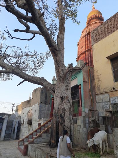 A beautiful view of temple and tree inside Shri Yugal Kishor Temple ...