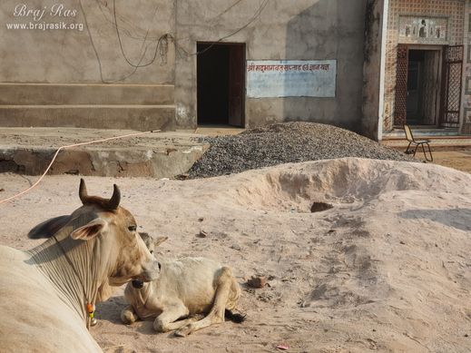 View of cows resting inside Shri Vrinda Devi Temple, Kamyavan