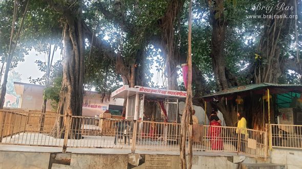 Darshan of the huge ancient Vat Vriksh (tree) of Bhandirvan where the ...