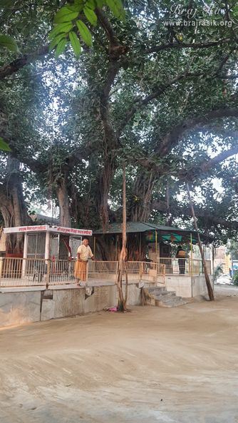 A beautiful darshan of the ancient Vat Vriksh (tree) of Bhandirvan ...
