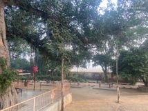 A beautiful darshan of the ancient Vat Vriksh (tree) of Bhandirvan ...