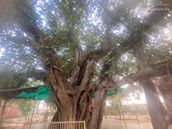 A beautiful darshan of the ancient Vat Vriksh (tree) of Bhandirvan ...