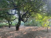 A restful view of the beautiful forest in Vanshivat.