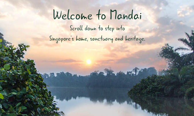 Mandai Park Development picks TSLA as creative agency | Marketing ...