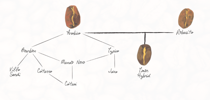 Basic Coffee Knowledge: Coffee Basics for Beginners - Helena Coffee Vietnam